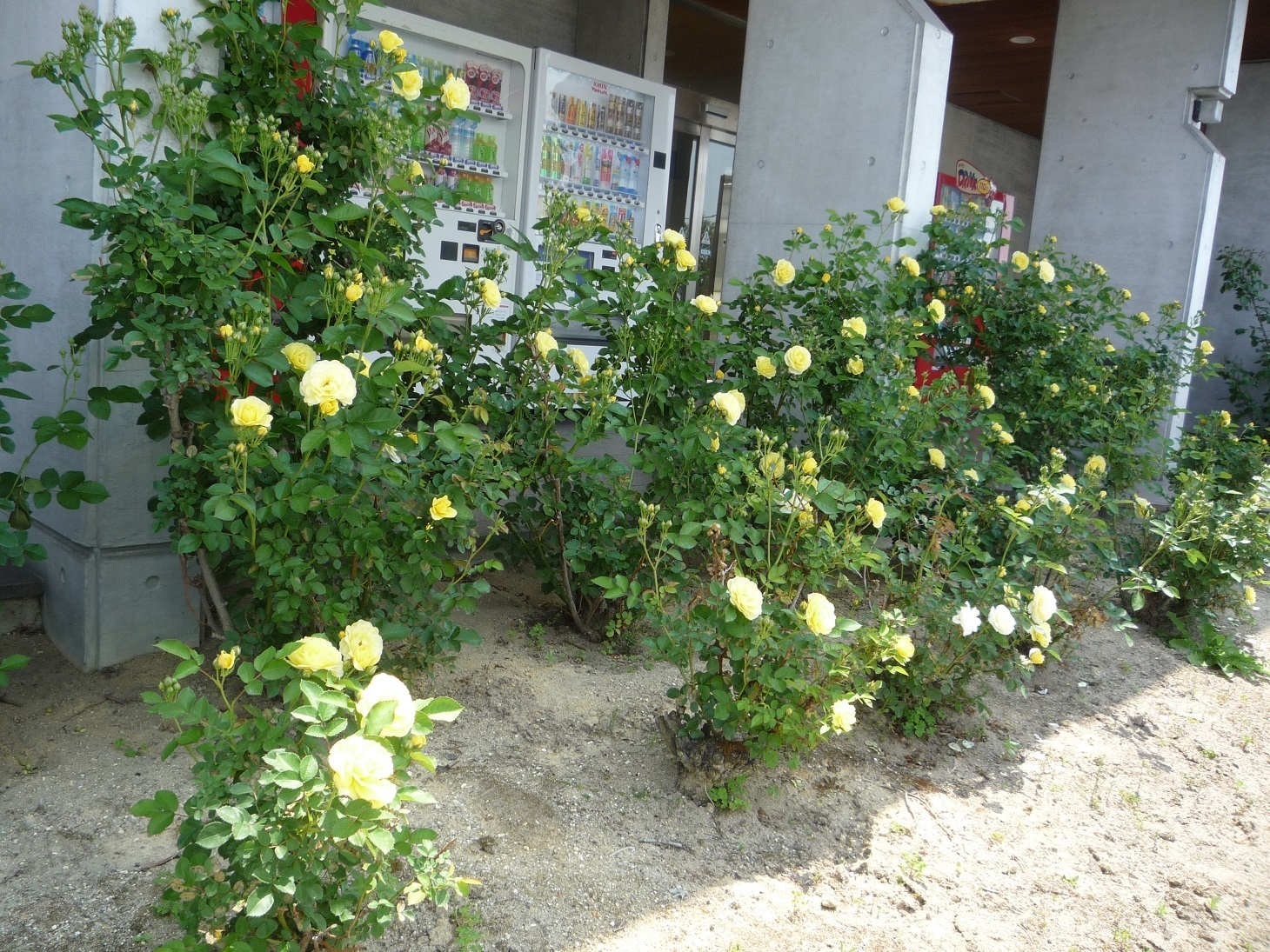 福島へ。: BluesBoy's日記